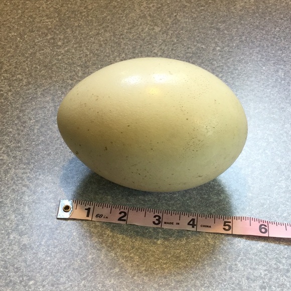 Other | Rhea Egg Perfect For Painted Project | Poshmark